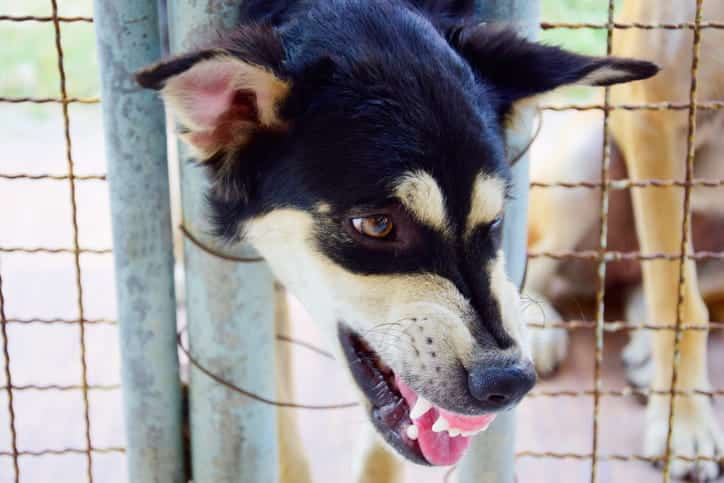 What is Legally a Vicious Dog in Nevada? | Dog Bite Injury